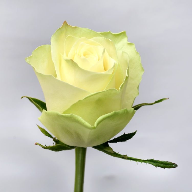 Agri-Flowers Farm - Ethio Agri-CEFT PLC